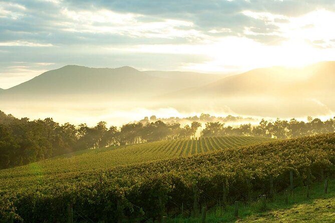 Melbourne Yarra Valley Wineries Explore Private Tour - Key Points
