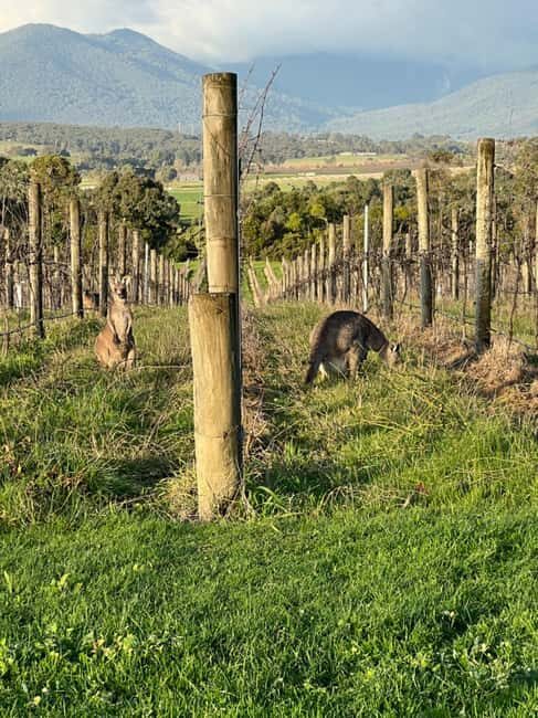 Melbourne: Yarra Valley Wineries Private Car Tour - An Honest Look at a Popular Day Trip from Melbourne