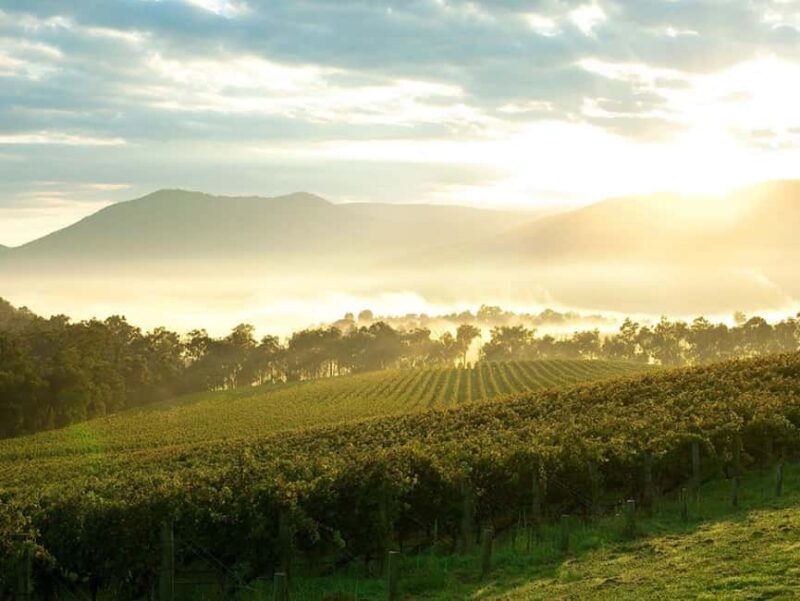 Melbourne: Yarra Valley Wineries Private Day Tour - The Guide to the Yarra Valley Private Day Tour