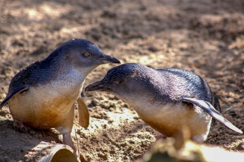 Melbourne Zoo: 1-Day Entry Ticket - Key Points