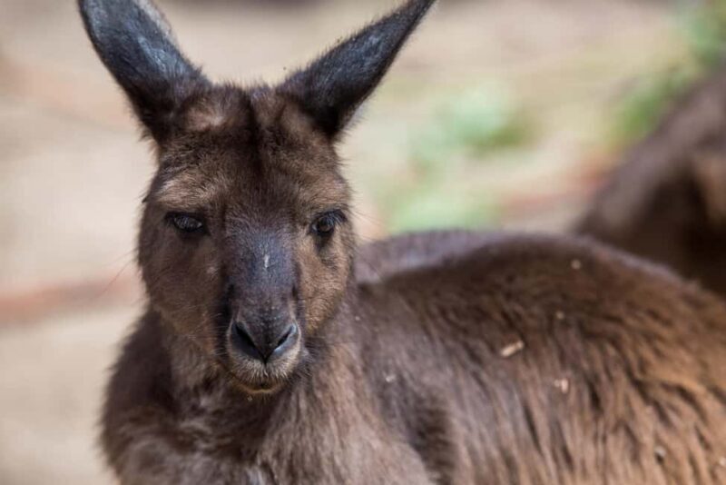 Melbourne Zoo: Australian Wildlife Experience Ticket - Who Should Consider This Tour?