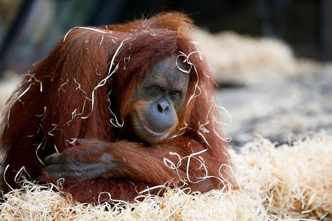 Melbourne Zoo General Entry Ticket - Exploring the Melbourne Zoo General Entry Ticket — A Practical Review