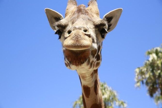 Melbourne Zoo General Entry Ticket - Introduction: A day among Australias and the worlds animals