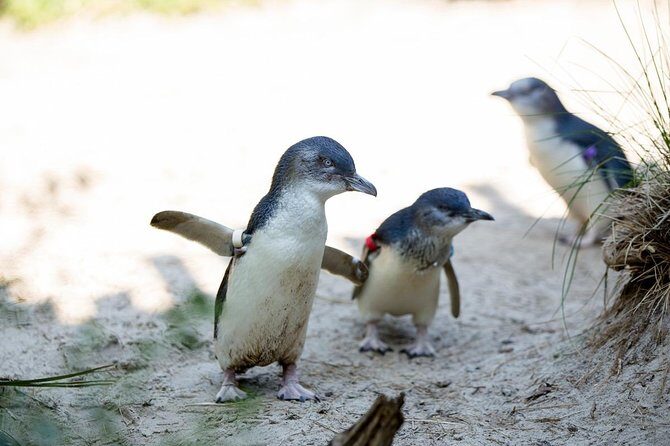 Melbourne Zoo General Entry Ticket - The Balance of Price and Experience