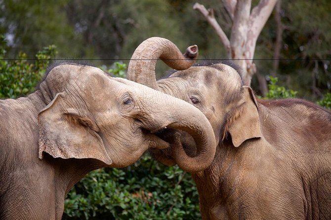 Melbourne Zoo General Entry Ticket - Who Will Love This Experience?