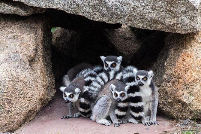 Melbourne Zoo General Entry Ticket - The Sum Up: Is Melbourne Zoo Worth It?
