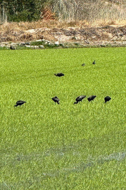 Melides: Moto 4 | Rice fields & Coastal Tour - Exploring the Itinerary: What You Can Expect