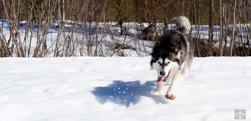 Meltosjärvi: Self Driving Husky Tour - Lake Trail Experience - An In-Depth Look at the Meltosjärvi Husky Tour