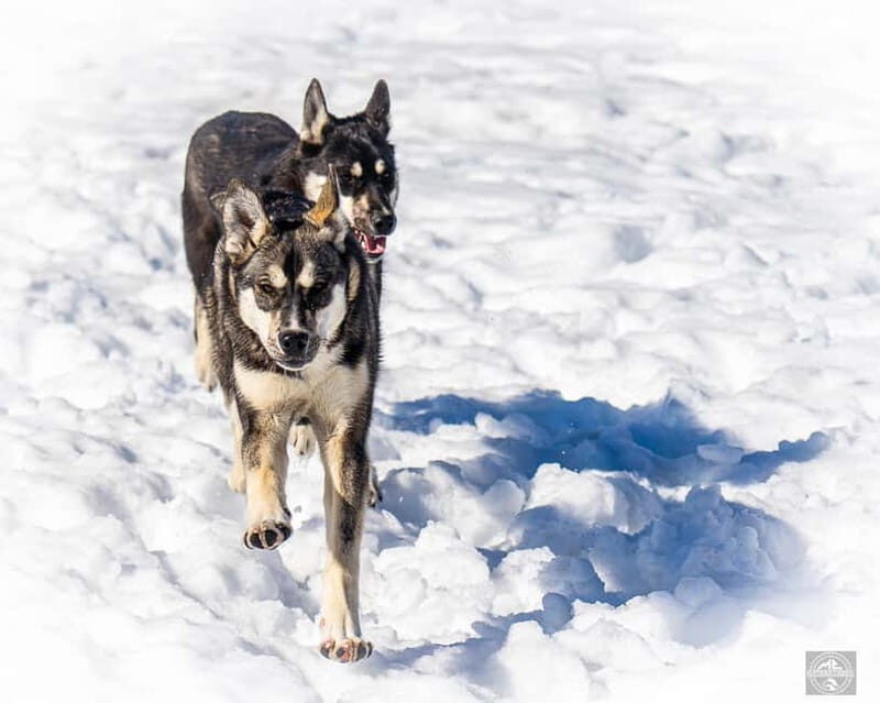 Meltosjärvi: Self Driving Husky Tour - Lake Trail Experience - Authenticity and the Overall Experience