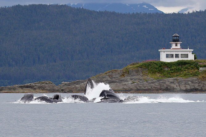 Mendenhall Glacier Visitor Center and Ultimate Whale Watch Combo - What Makes This Tour Stand Out?