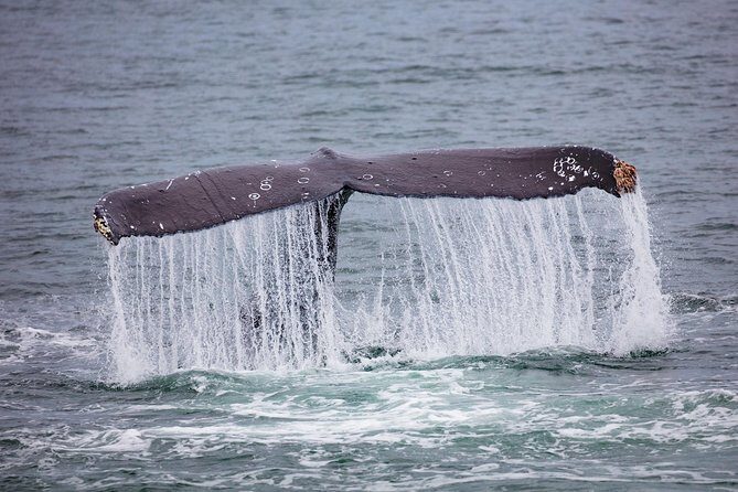 Mendenhall Glacier Visitor Center and Ultimate Whale Watch Combo - What About the Value?