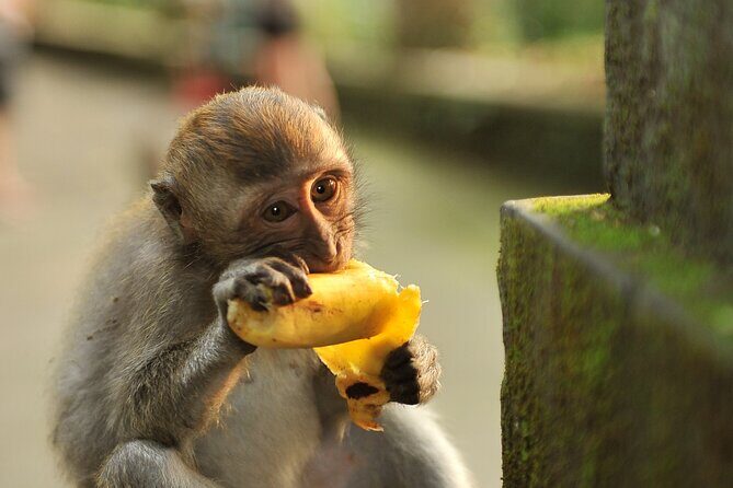 Mengwi Temple, Monkey Forest, Tanah Lot & Royal Balinese Dinner - Final Thoughts