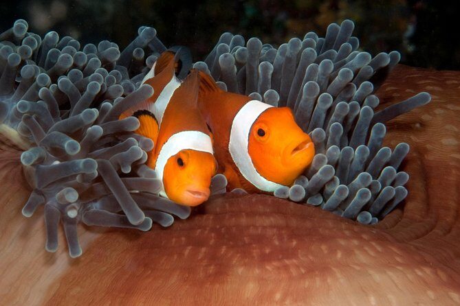 Menjangan island for Certified Scuba Divers full day boat trip, 2 dives + lunch - Key Points