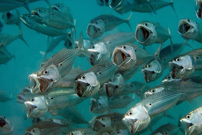 Menjangan island for Certified Scuba Divers full day boat trip, 2 dives + lunch - Detailed Breakdown of the Experience