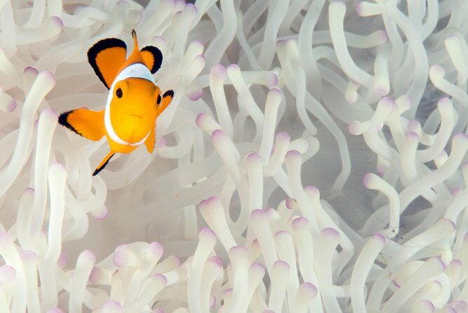 Menjangan island for Certified Scuba Divers full day boat trip, 2 dives + lunch - The Practicalities and Extras