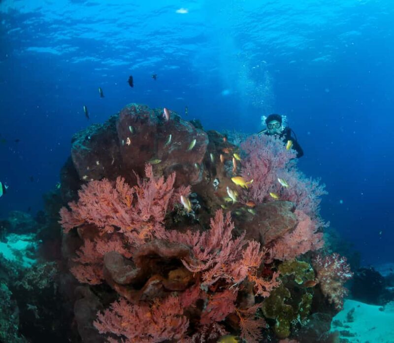 Menjangan Island: Fun Diving Experience - Key Points