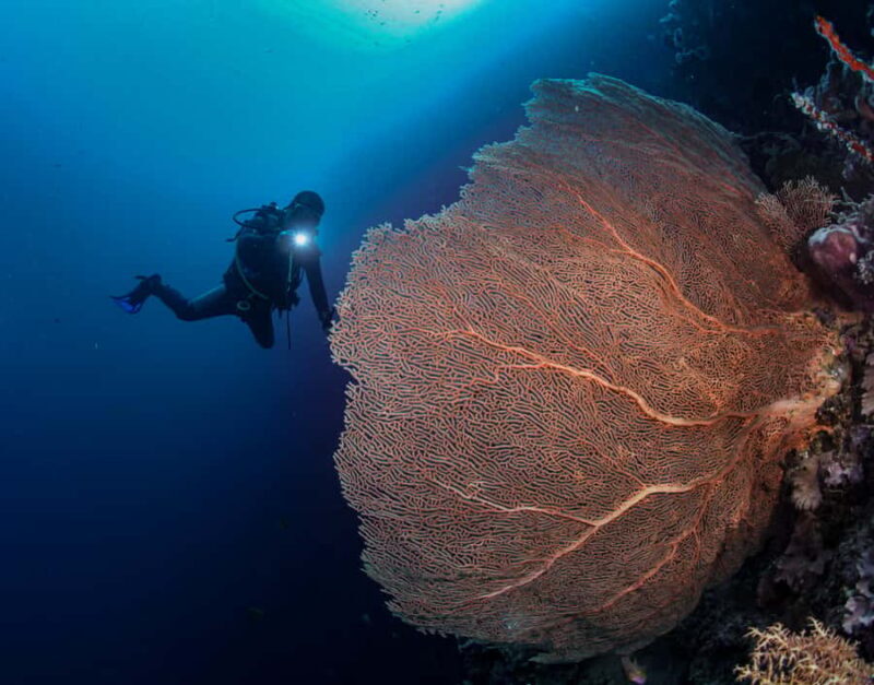 Menjangan Island: Fun Diving Experience - A Close Look at the Experience