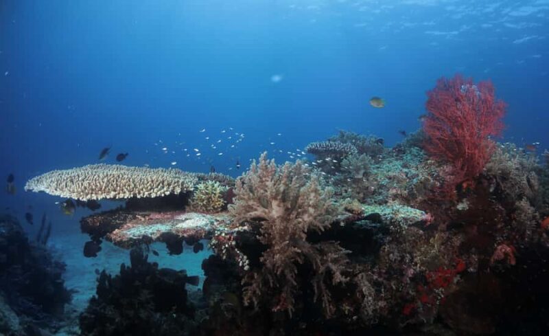 Menjangan Island: Fun Diving Experience - Who Should Consider This Tour?
