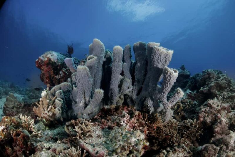 Menjangan Island: Fun Diving Experience - FAQ