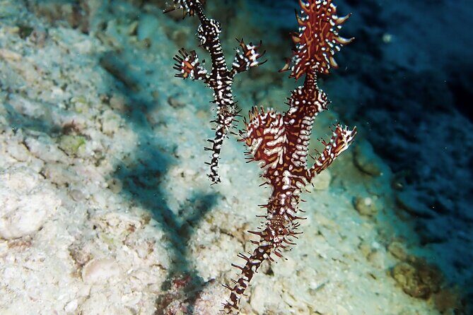 Menjangan island snorkeling full day boat trip - FAQ