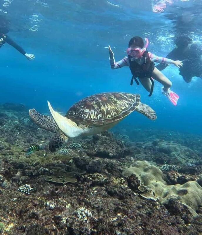 Menjangan Island: Snorkeling Tour with Lunch - Practical Details & Tips