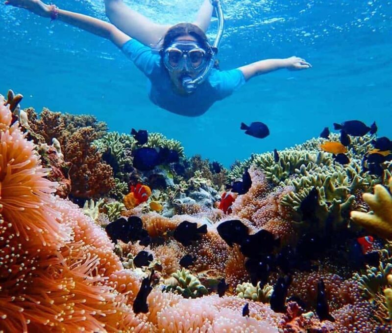 Menjangan Island: Snorkeling Tour with Lunch - Authentic Experiences and Reviews