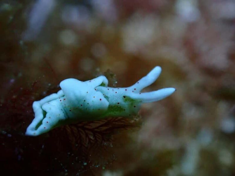 Menorca: 1 single dive (IMPORTANT: Certification REQUIRED) - Is It a Good Value?
