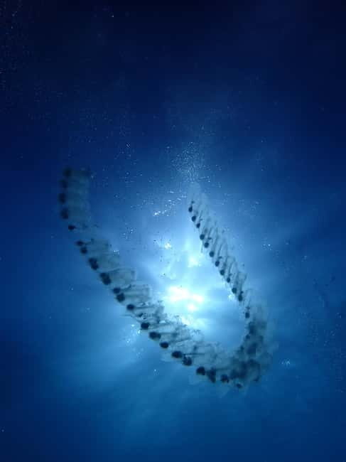 Menorca: 1 single dive (IMPORTANT: Certification REQUIRED) - Discovering Menorca’s Underwater Secrets