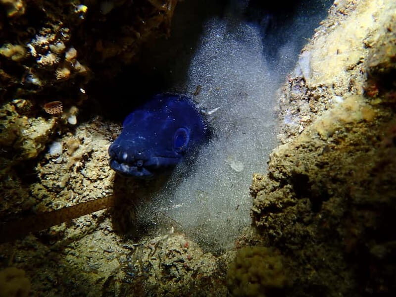 Menorca: 1 single dive (IMPORTANT: Certification REQUIRED) - The Dive Site Experience: What You’ll See