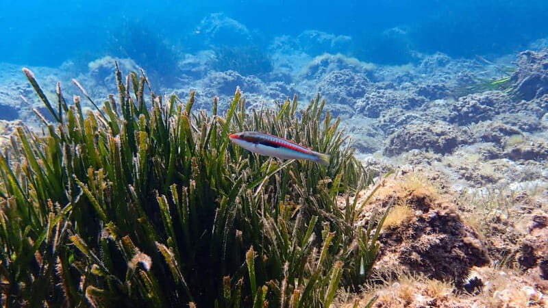 Menorca: Cala Galdana Try Scuba Diving for Beginners - Introduction