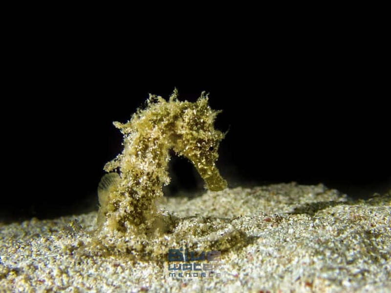 Menorca: Try scuba diving in Cala'n Bosch -BLUEWATER MENORCA - The Sum Up: Is This Experience Right for You?