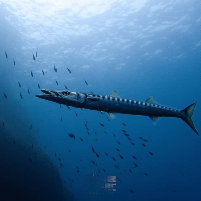 Menorca: Try scuba diving in Cala'n Bosch -BLUEWATER MENORCA - FAQ