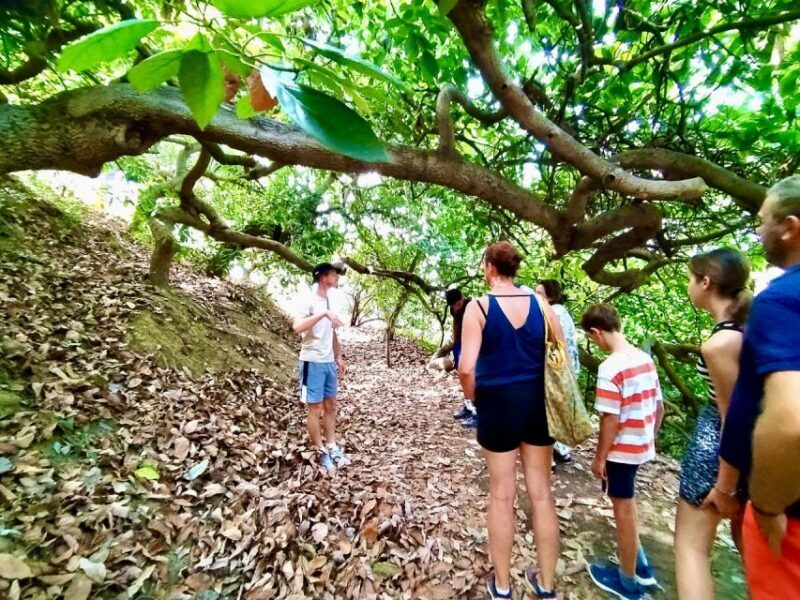 Menton: Citrus Farm, Old-Town & Botanic Full Day Tour - Who Is This Tour Best For?