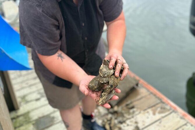 Mere Point Oyster Farm Tour - Key Points