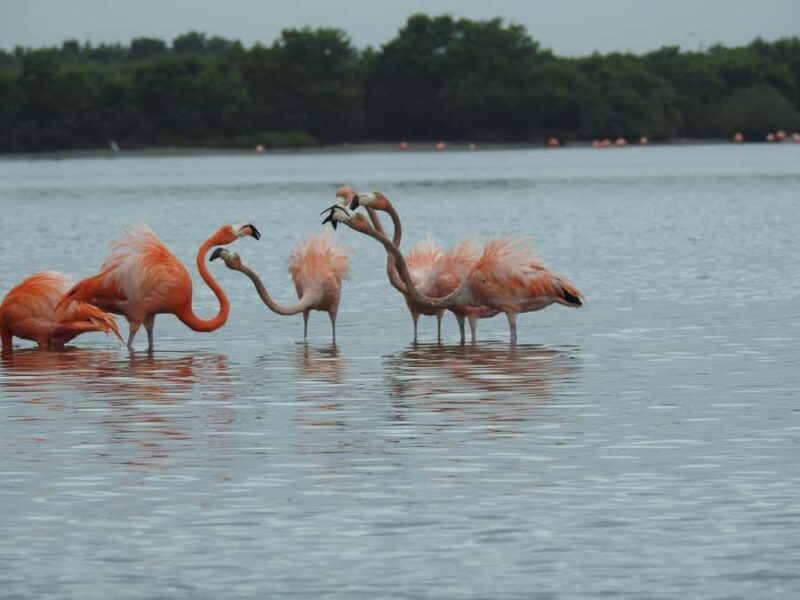 Merida: Birdwatching Tour in the Jungle and Coastline - What’s Special About This Birdwatching Tour?