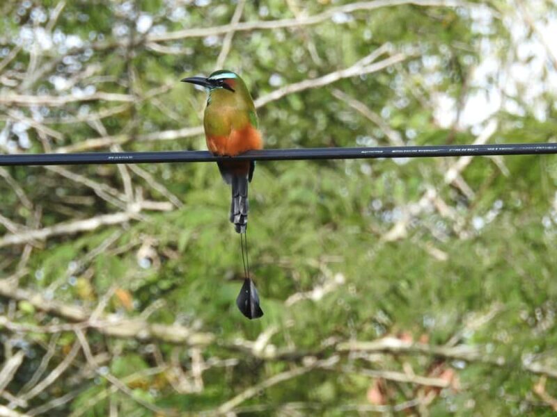 Merida: Birdwatching Tour in the Jungle and Coastline - Practical Details and Tips
