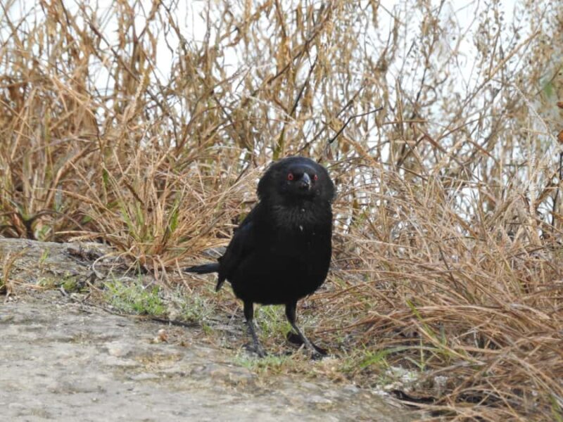 Merida: Birdwatching Tour in the Jungle and Coastline - Final Thoughts: Who Is This Tour Best For?