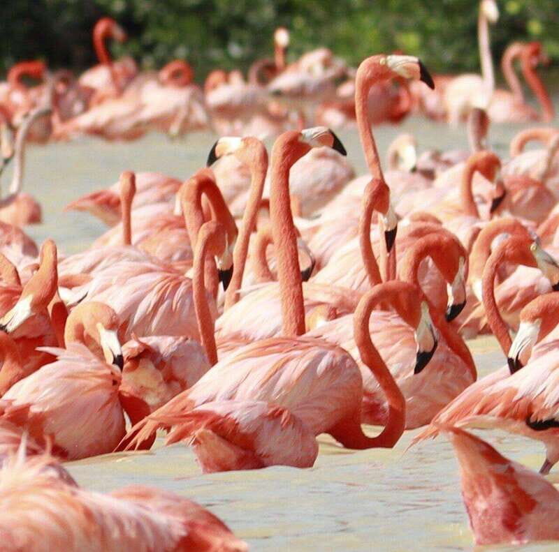 Merida: Celestun Boat Ride Mangrove Experience! Beach Time - A Practical Look at the Celestun Experience