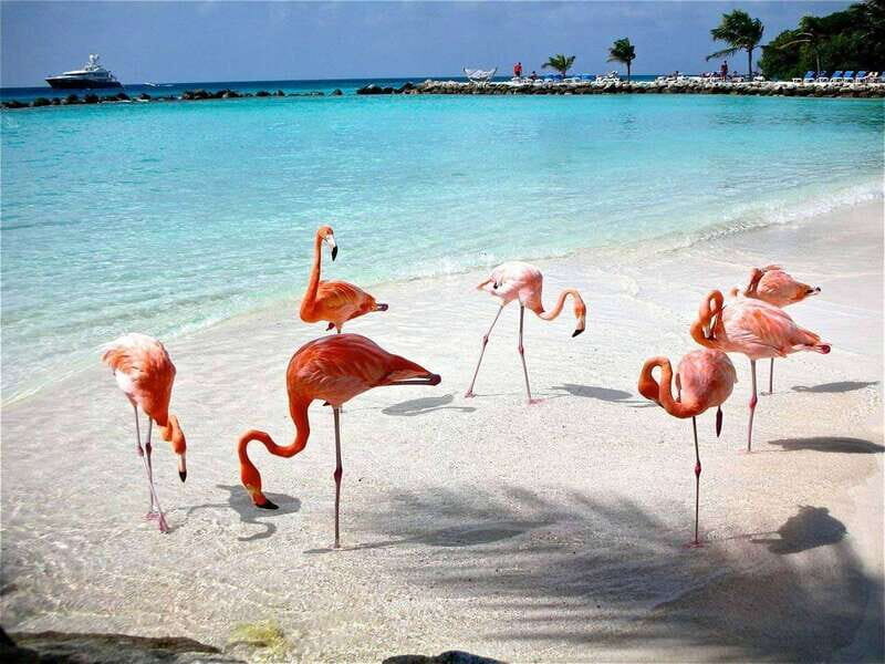 Merida: Celestun Boat Ride Mangrove Experience! Beach Time - FAQ About the Celestun Boat Ride & Beach Tour