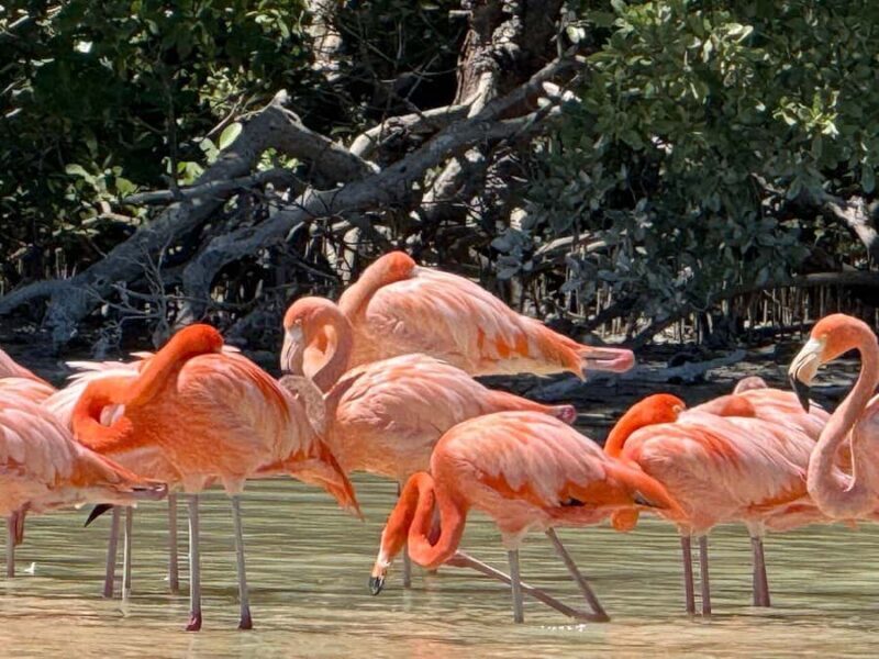 Mérida: Celestun Mangrove Boat Tour with Lunch - The Experience: Deepening the Connection with Nature