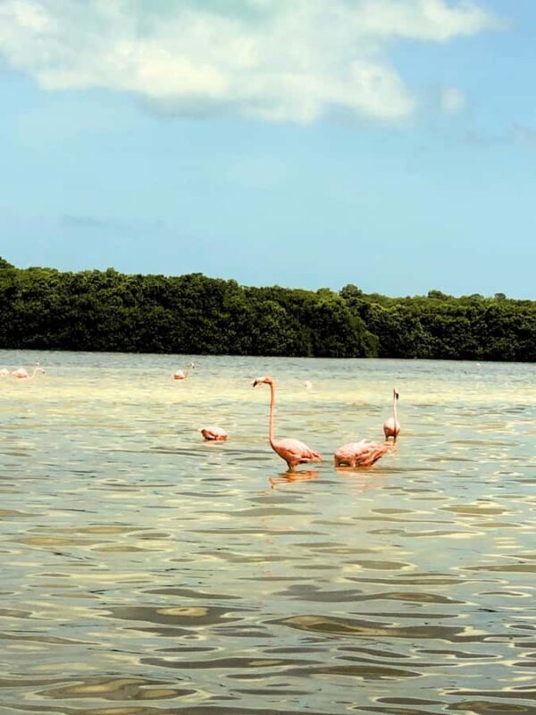 Mérida: Celestun Mangrove Boat Tour with Lunch - Who Will Love This Tour?