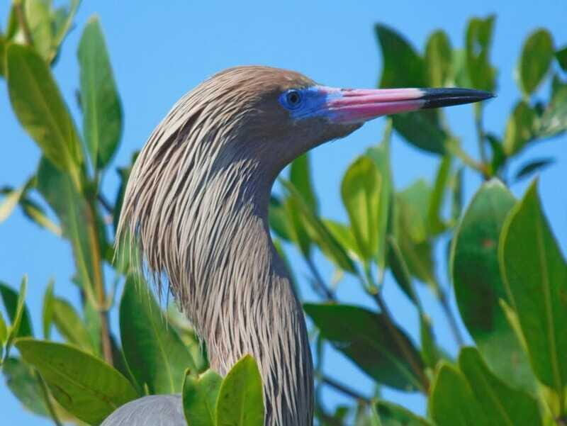 Merida: Kayaking and Bird Sanctuary in Sisal - The Sum Up