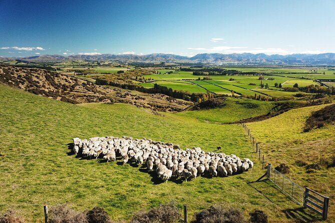 Merino Farm Experience - Discover the Authentic Charm of Canterbury with the Merino Farm Experience