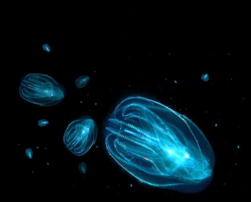 Merritt Island: Bioluminescent Paddle Raft Tour - Key Points
