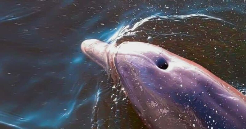 Merritt Island: Dolphin & Manatee Paddle Adventure - FAQs