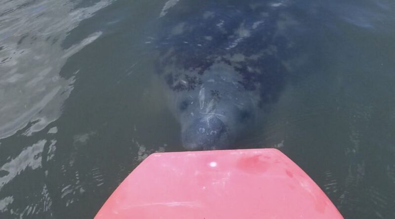 Merritt Island: Manatee Watching Paddle or Kayak Tour - Key Points