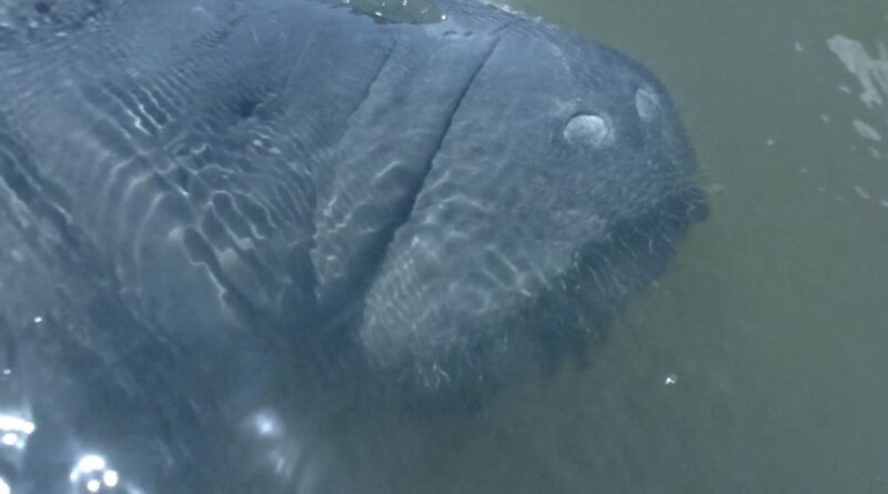 Merritt Island: Manatee Watching Paddle or Kayak Tour - Authentic Encounters and Authentic Florida