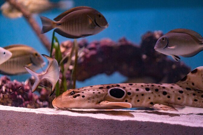 Mertailor's Mermaid Aquarium Encounter General Admission - An Honest Look at the Experience