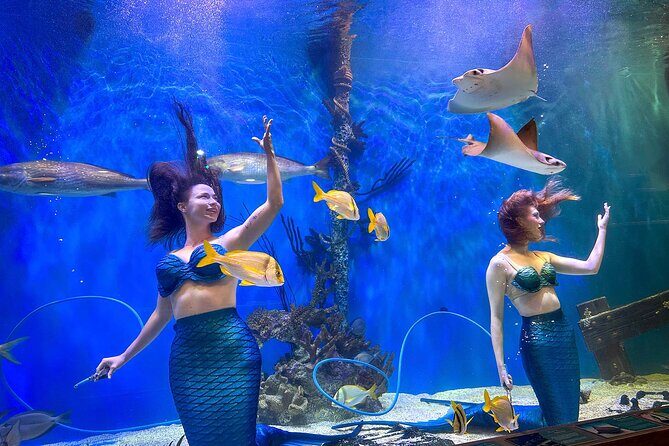 Mertailor's Mermaid Aquarium Encounter General Admission - The Sum Up