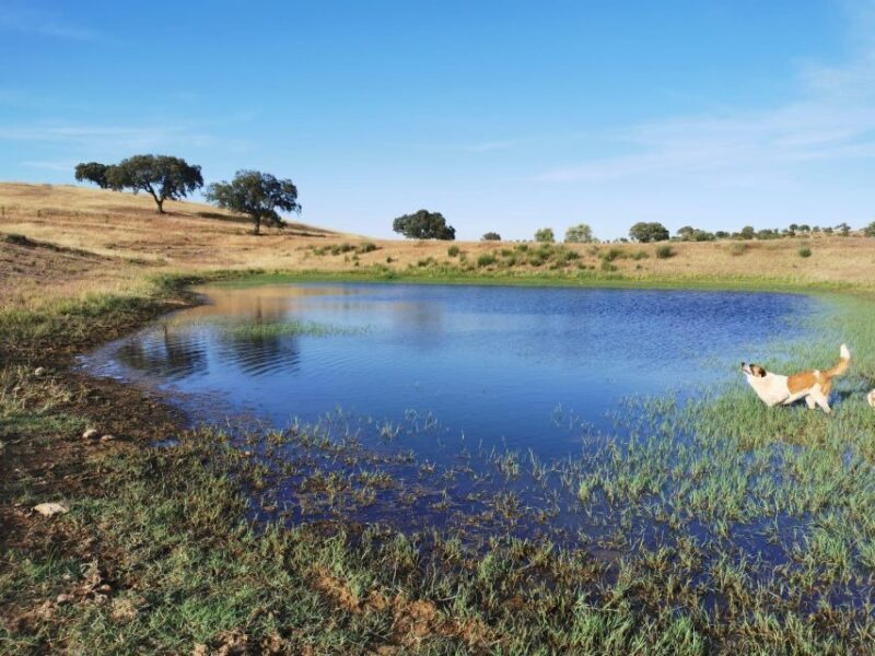 Mértola's Stunning Countryside Picnic - Practical Aspects for Your Planning